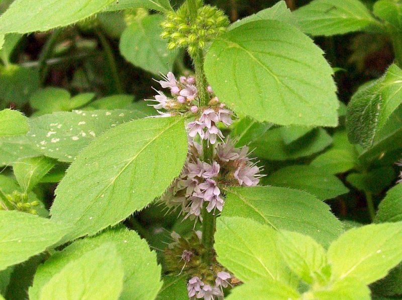 The Truth About Mints - Mother Earth Living | Healthy Life, Natural Beauty